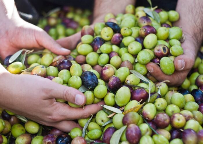 Leccino olive tree: characteristics and cultivation | Olivami