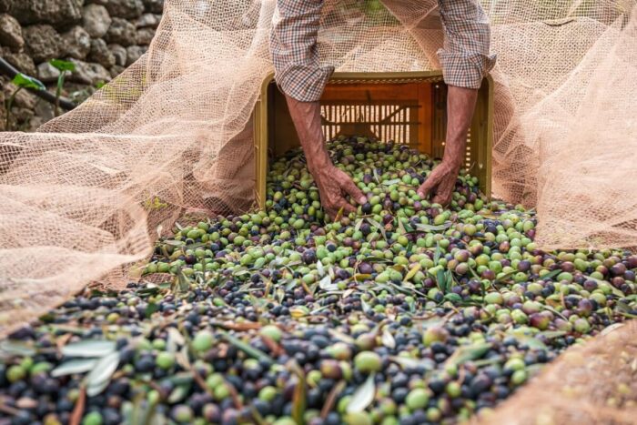 Leccino olive tree: characteristics and cultivation | Olivami