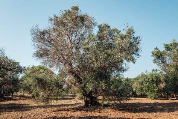 Xylella: an unprecedented battle | Olivami