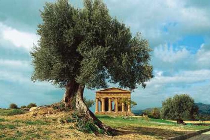 Ancient legends about the olive tree | Olivami