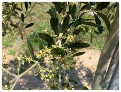 Pinking or flowering? Two stages in the life cycle of the olive tree ...