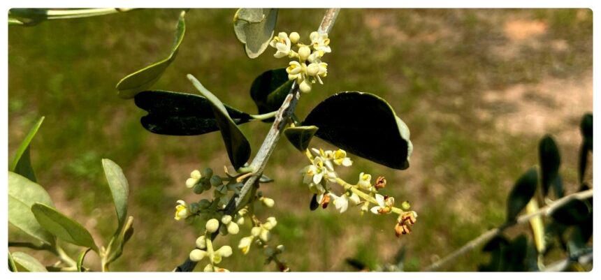 Pinking or flowering? Two stages in the life cycle of the olive tree ...