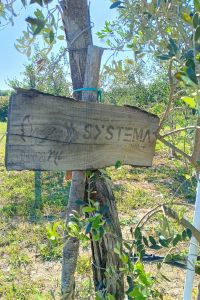 Systema Srl | Olivami