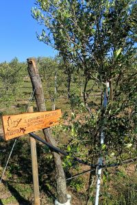 Systema Srl | Olivami